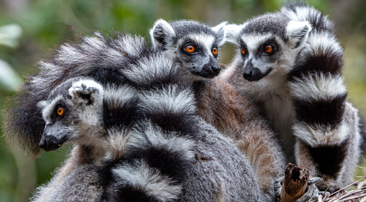 Madagascar – Endemic Wildlife and Landscape Photo Tour | Photography ...